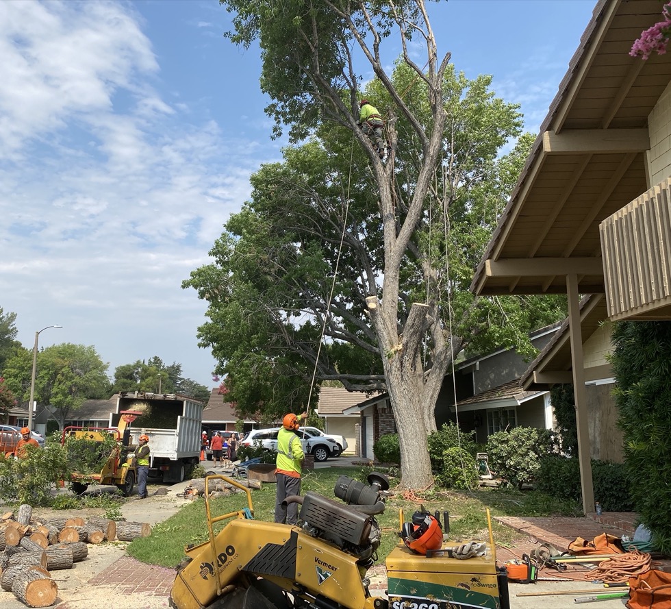 Home - PTS Tree Service