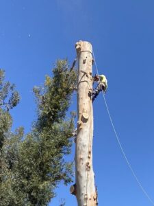Home - PTS Tree Service