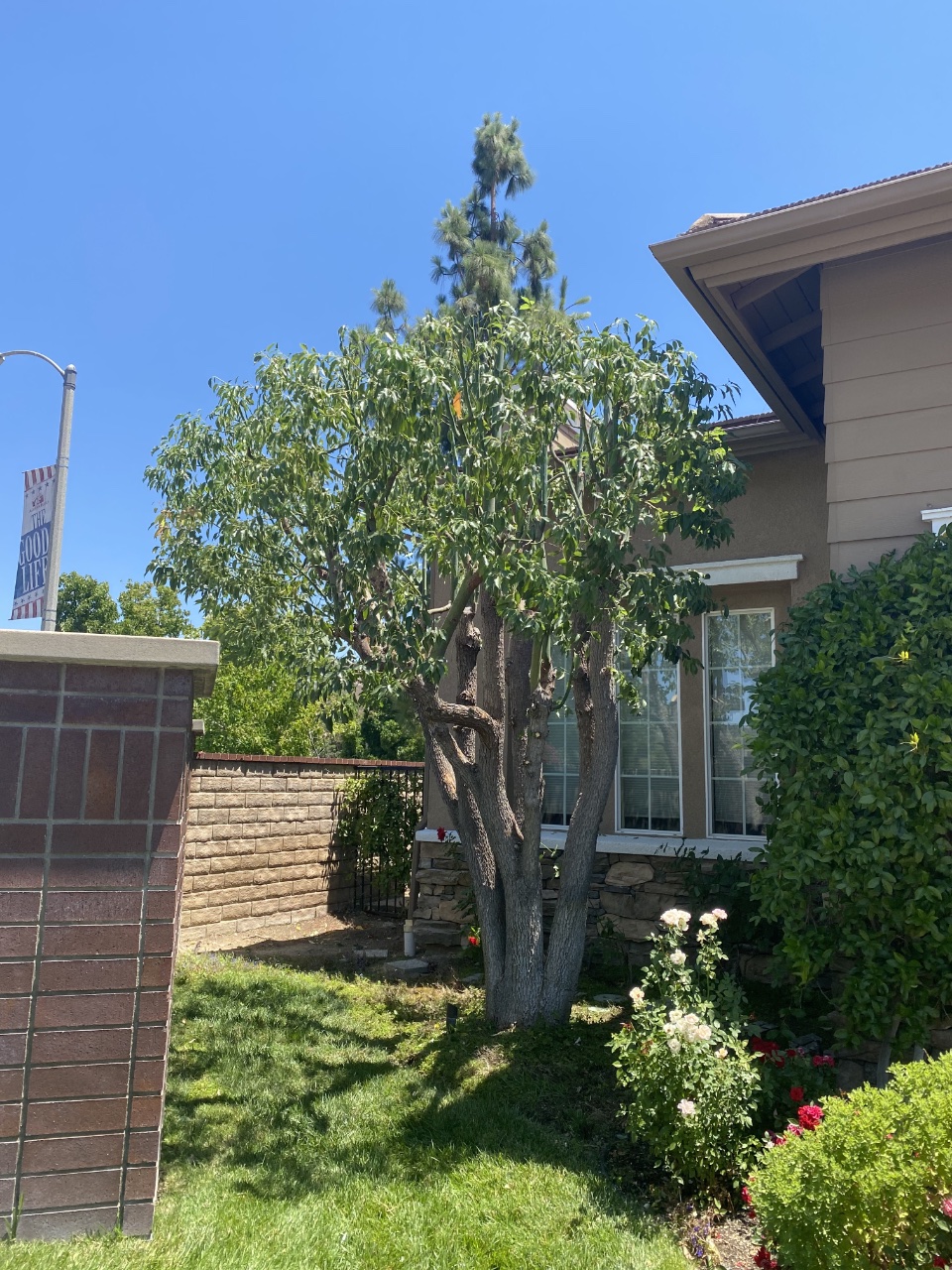 Portfolio - PTS Tree Service