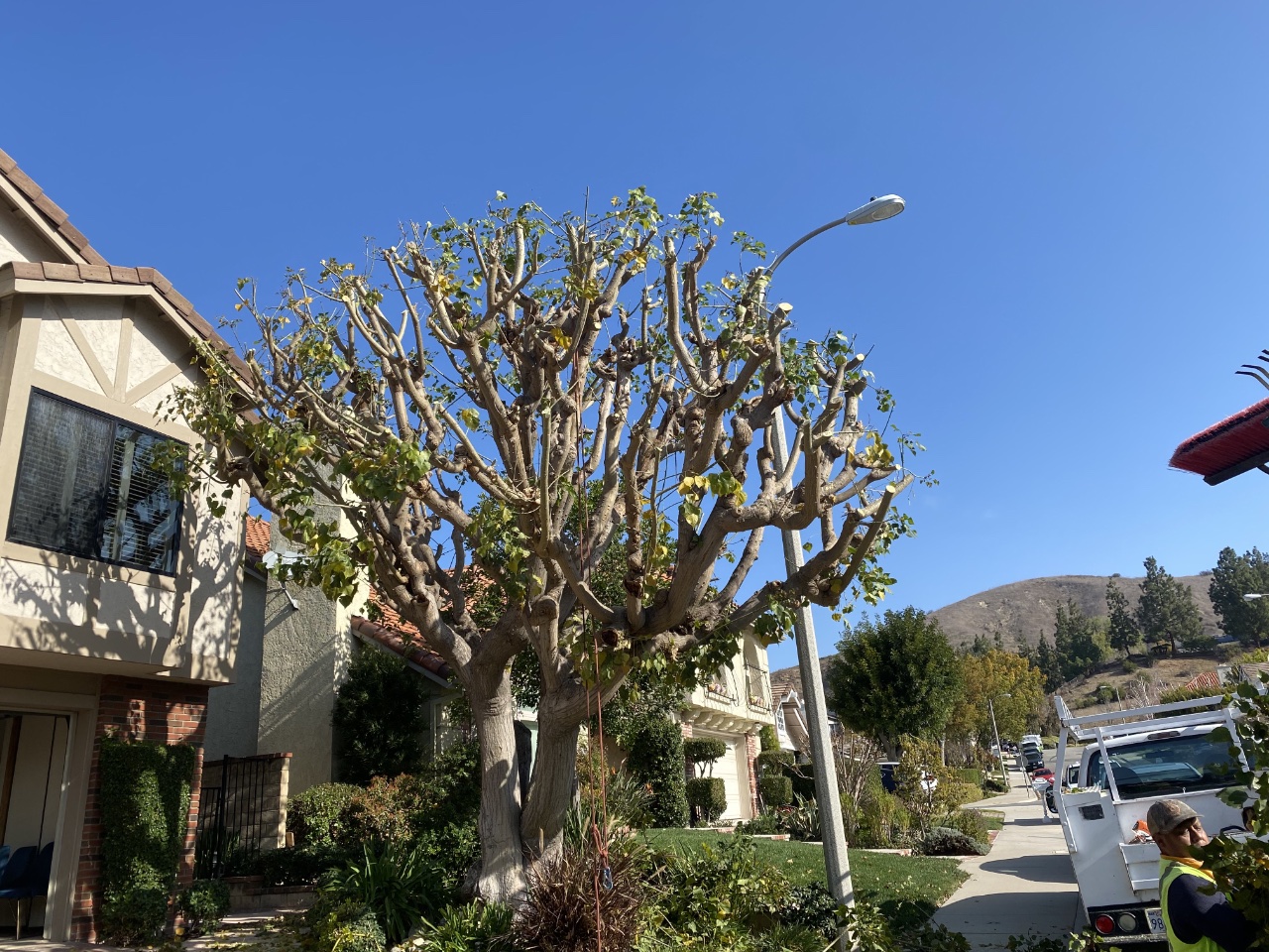 Portfolio - PTS Tree Service